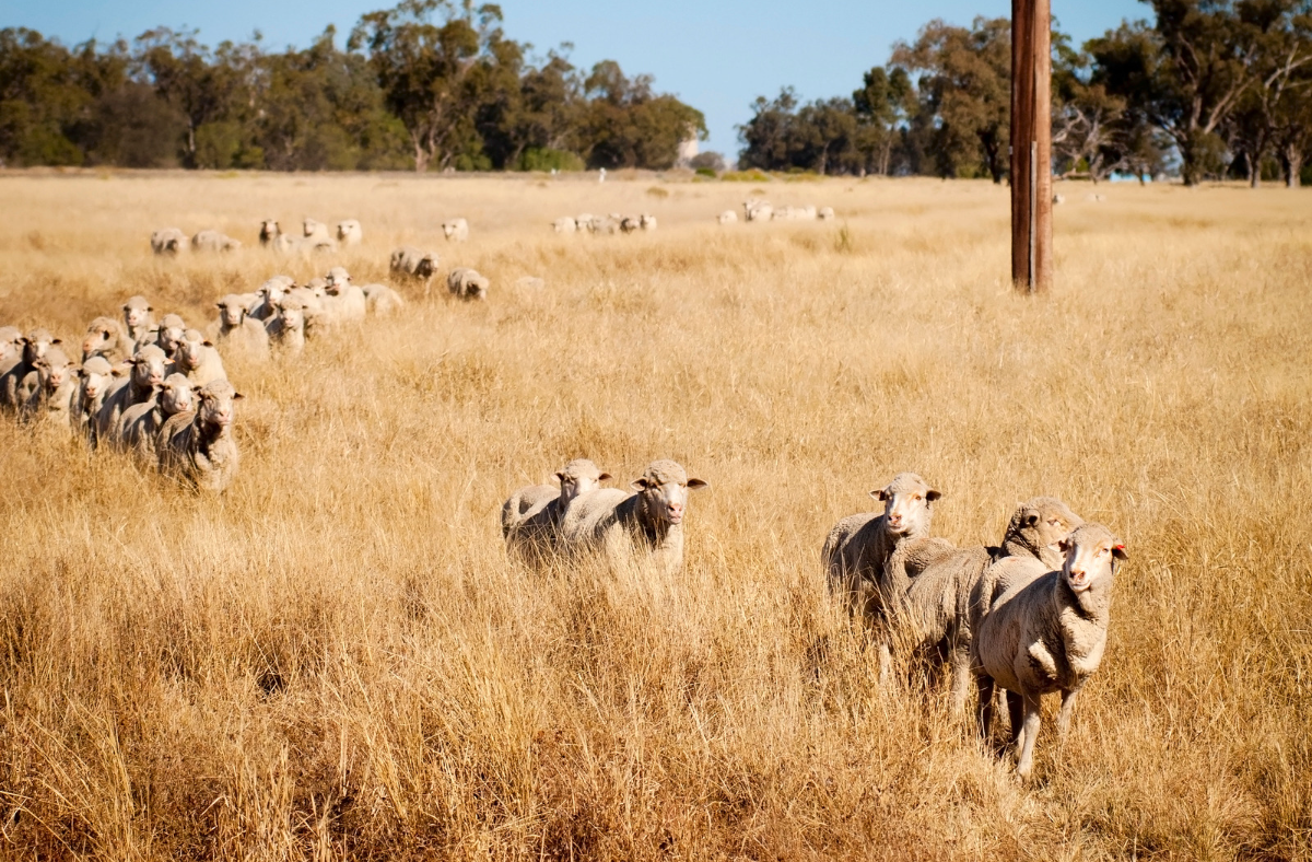 Labor Hiding WA’s Sheep Crisis: Flock Numbers Not Released Since 2022 ...