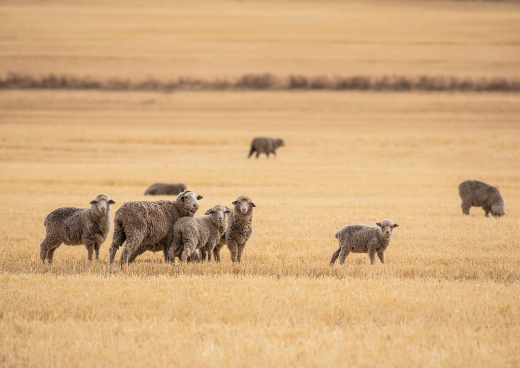Live Export Ban Leaves WA Sheep Industry in the Lurch - Leader of the ...