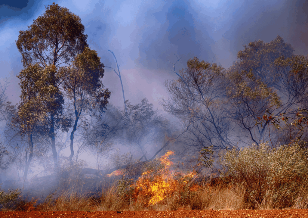 Government Must Demonstrate Bushfire Readiness - Leader of the Opposition